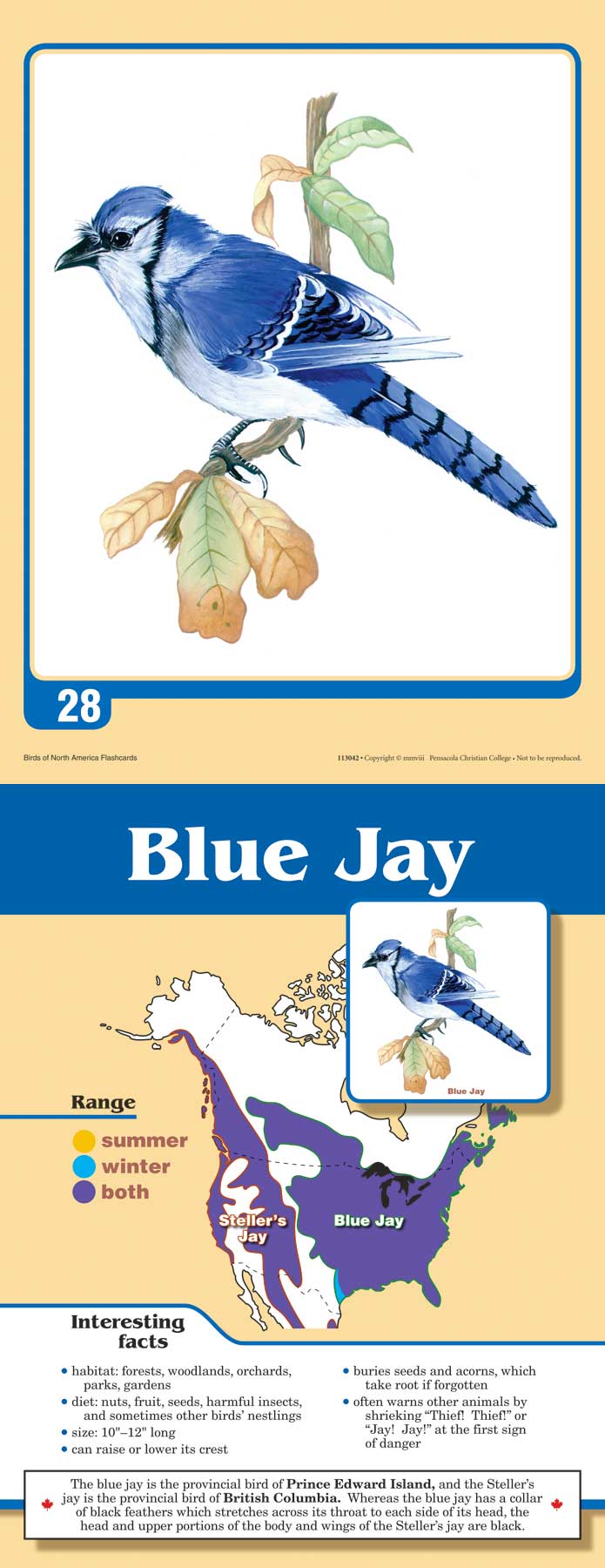 Birds of North America Flashcards - Exodus Books